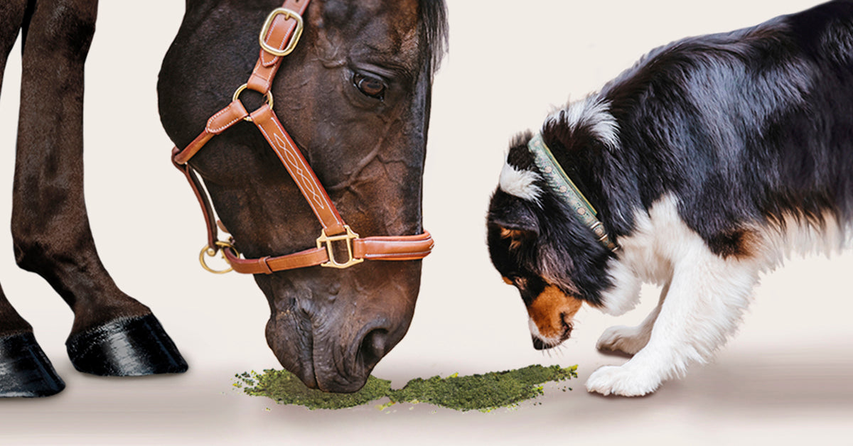 BioStar US | Whole Food Supplements for Horses and Dogs – BioStarUS